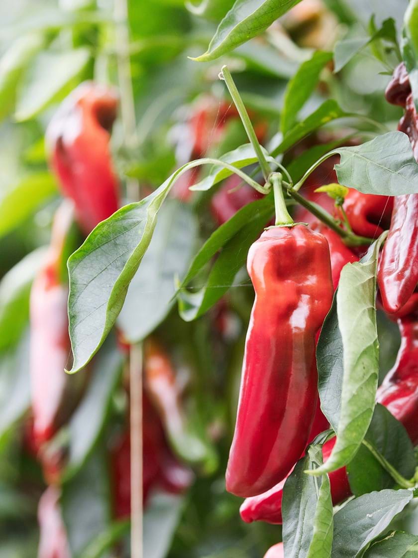 Sweet pointed pepper - Frestia